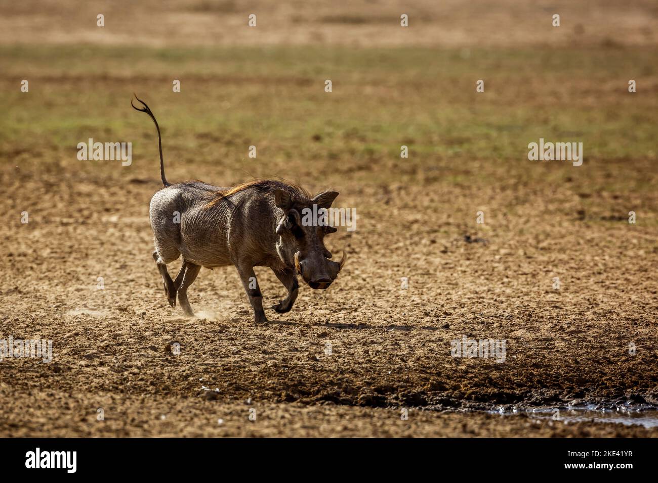 Common warthog running front view to waterhole in Kgalagadi ...