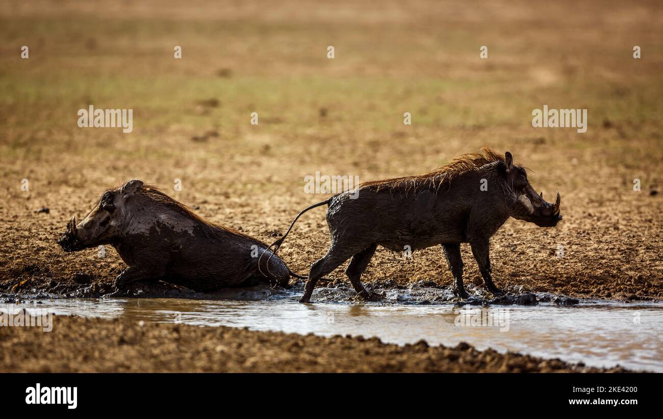 Two common warthog in waterhole in Kgalagadi transfrontier park, South ...