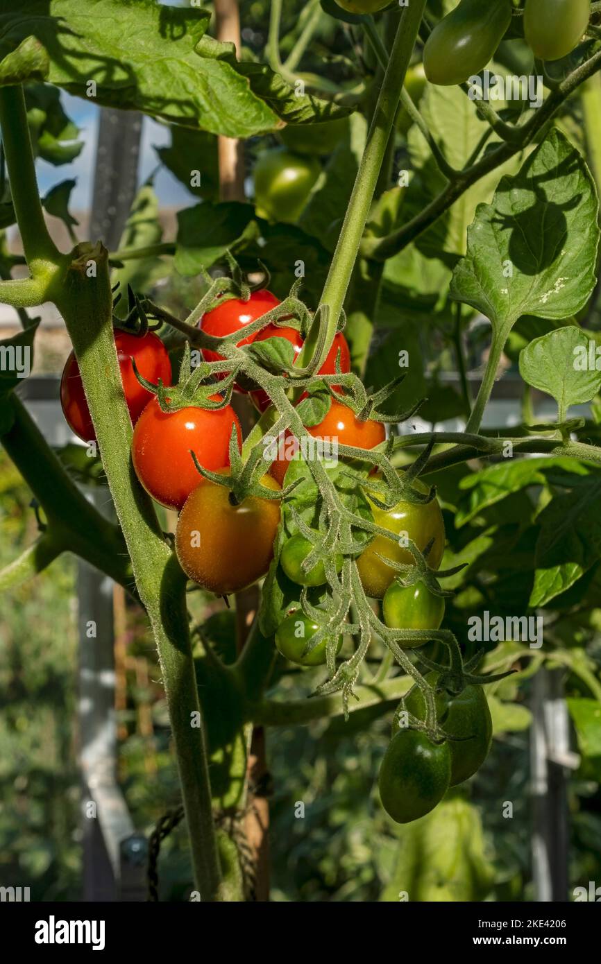 Tomato truss hi-res stock photography and images - Alamy