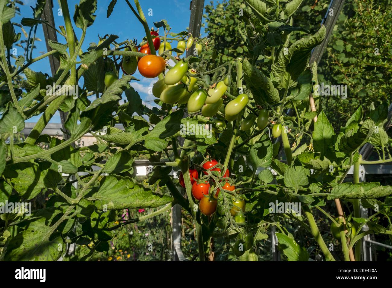 Truss of vine cherry plum tomato tomatoes Apero growing ripening in a ...