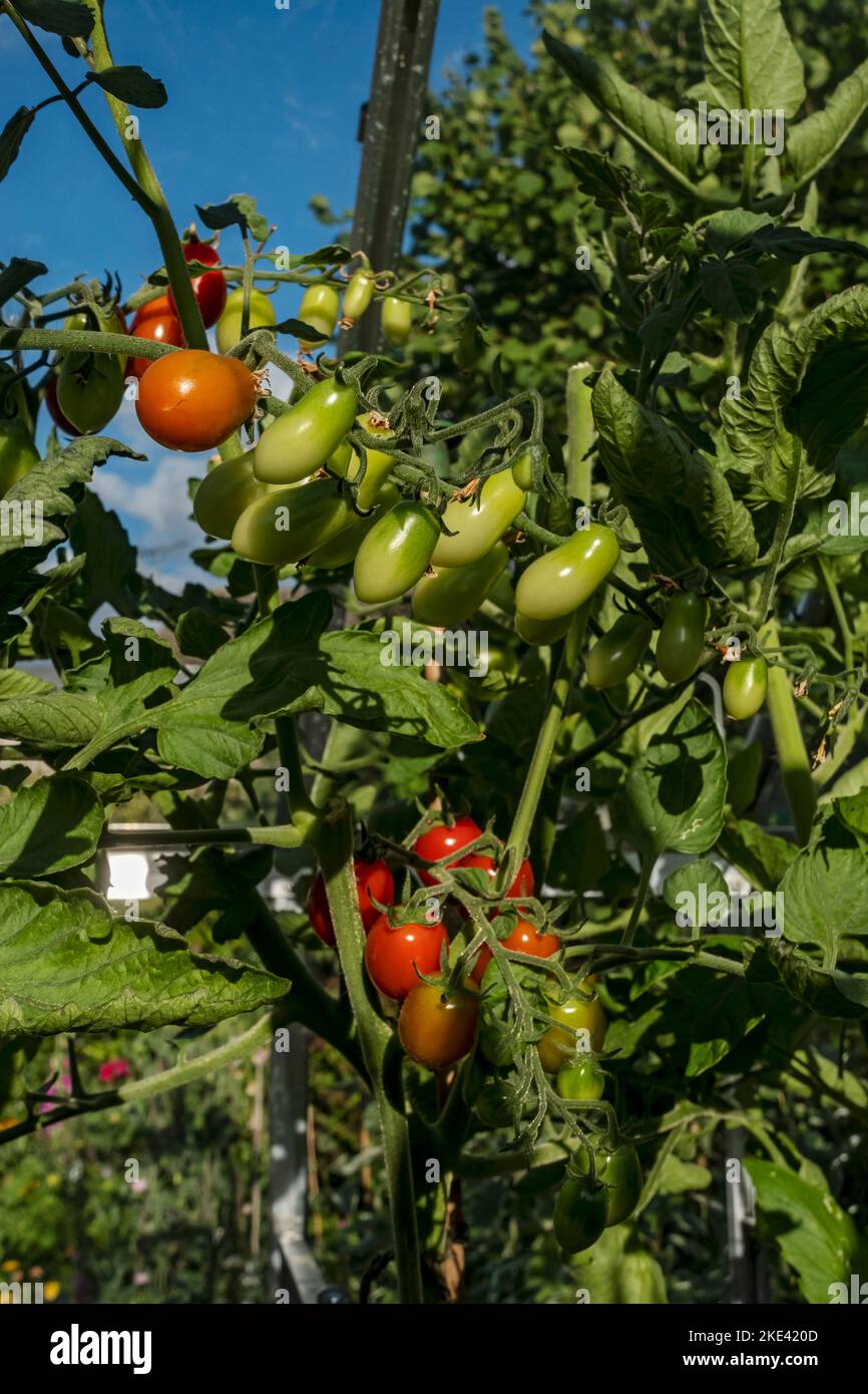 English vine tomatoes hi-res stock photography and images - Alamy