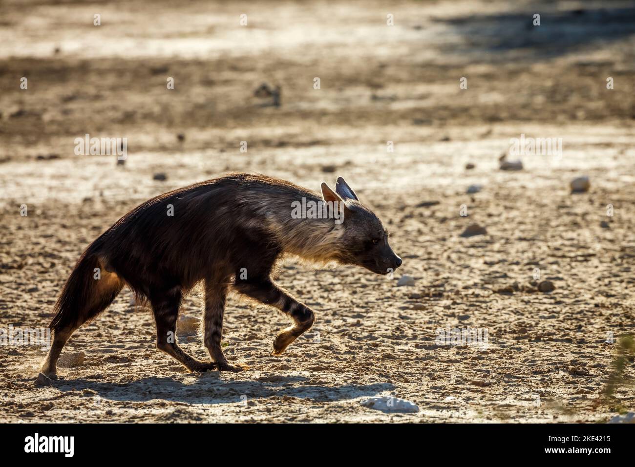 Brown hyena walking in dry land in Kgalagadi transfrontier park, South Africa; specie Parahyaena ...