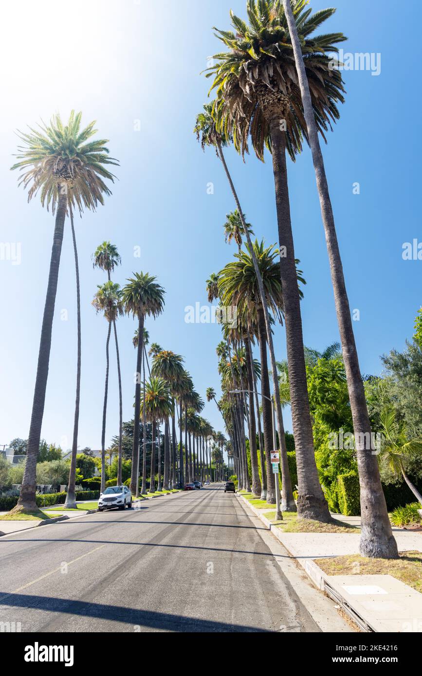 Beverly Hills street with tall palm trees. Los Angeles, California ...