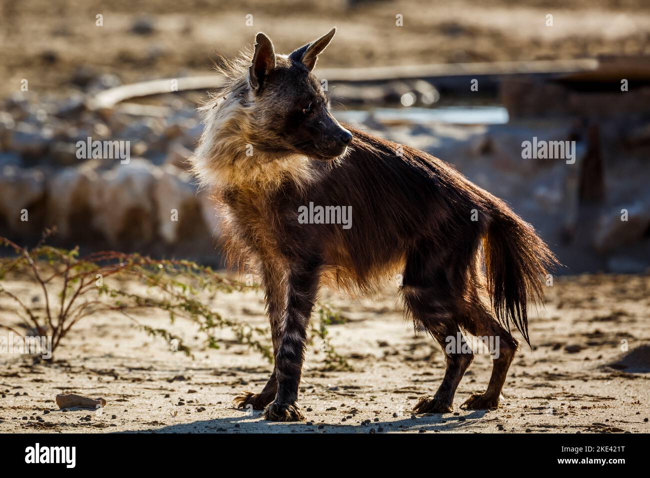 Brown hyena standing front view en dry land in Kgalagadi transfrontier ...