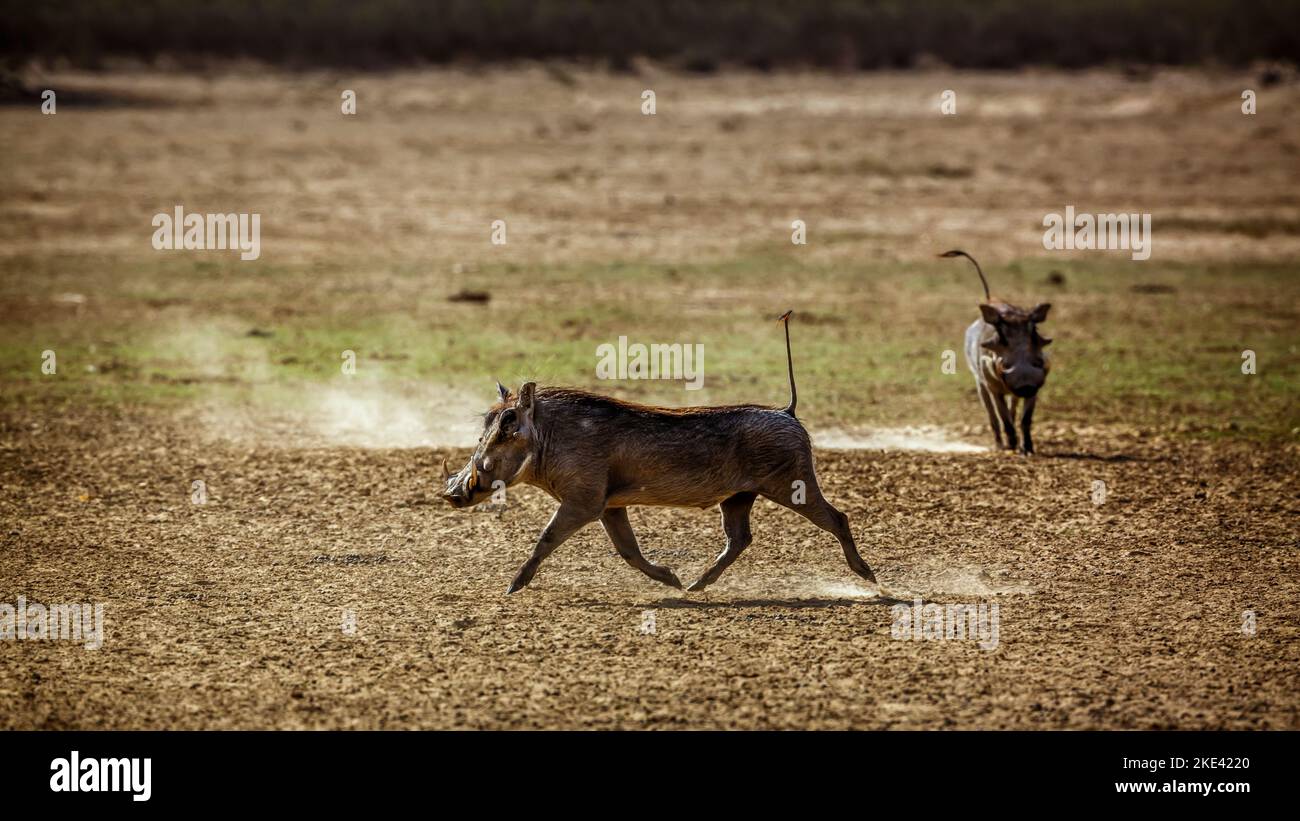 Two Common warthog in Kgalagadi transfrontier park, South Africa ...