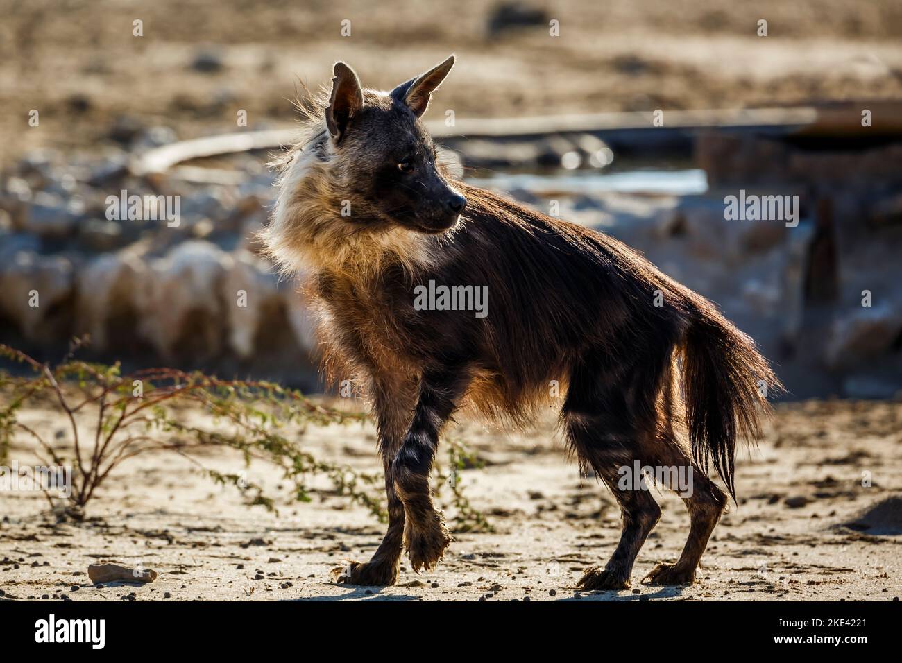Brown hyena standing front view en dry land in Kgalagadi transfrontier park, South Africa ...