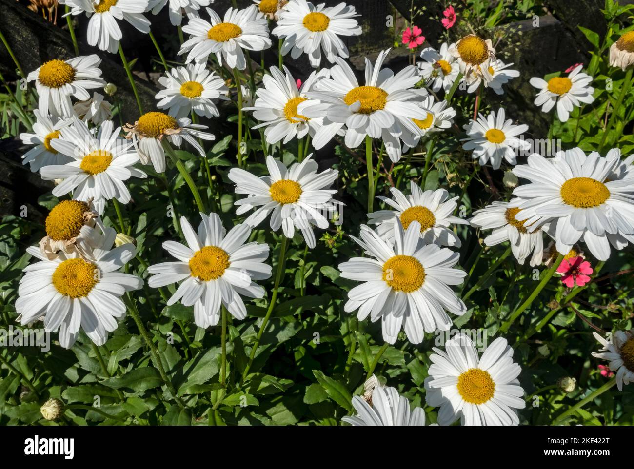 Oxeye daisy close up hi-res stock photography and images - Alamy