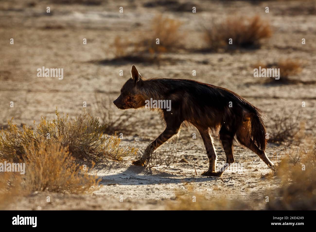 Brown hyena walking backlit in shrubland in Kgalagadi transfrontier ...