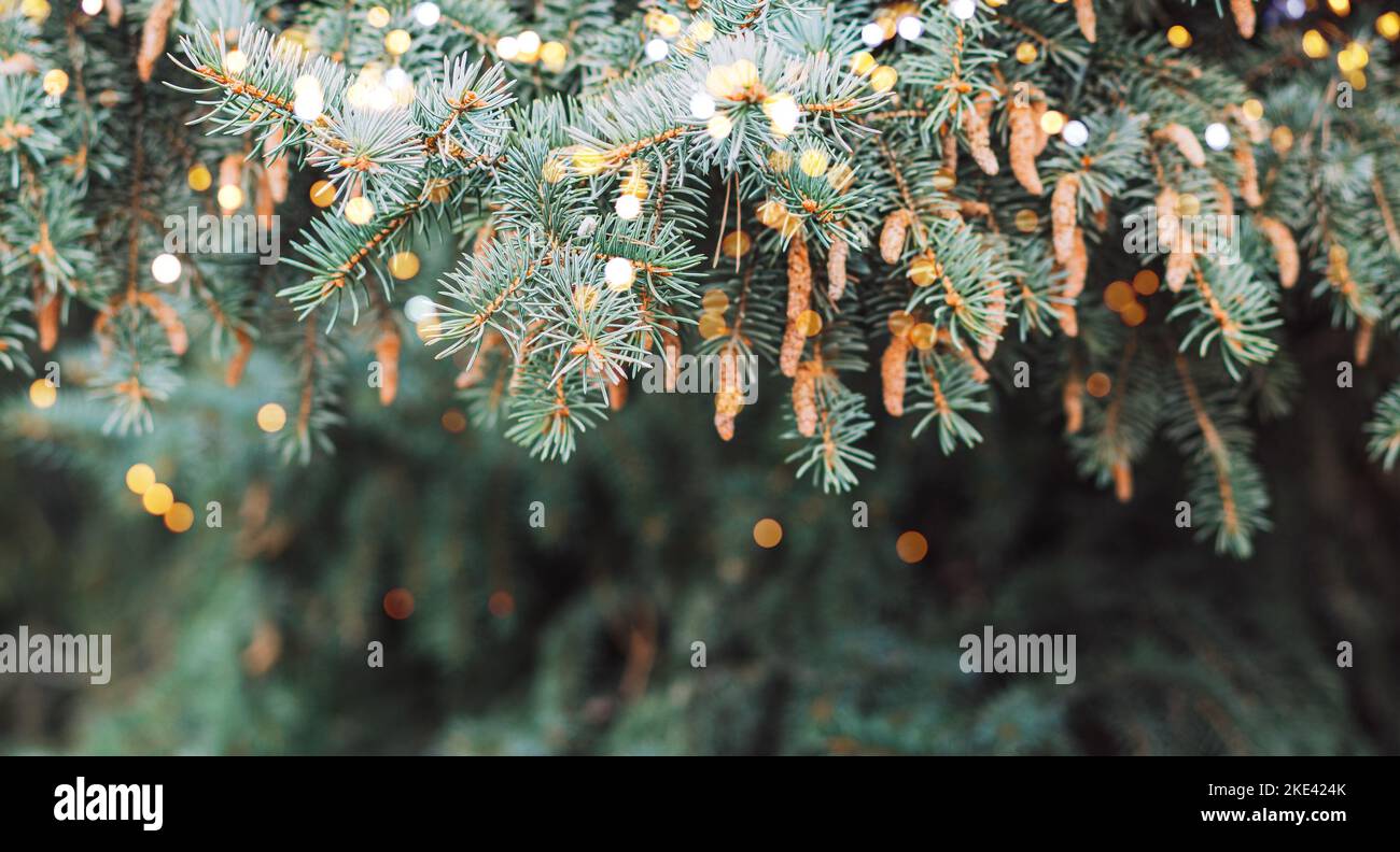 Outdoor christmas tree background with glittering lights from tree ...