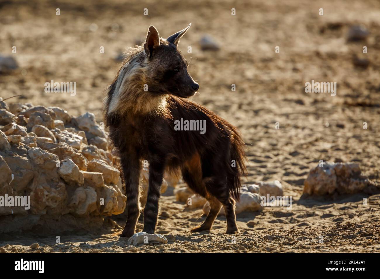 Brown hyena standing front view en dry land in Kgalagadi transfrontier ...