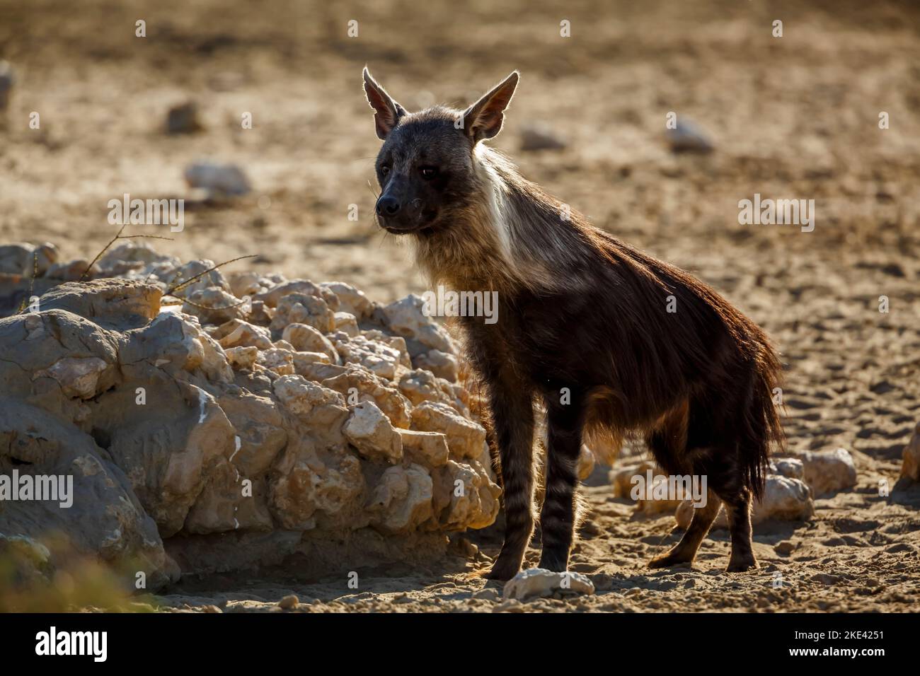 Brown hyena standing front view en dry land in Kgalagadi transfrontier ...