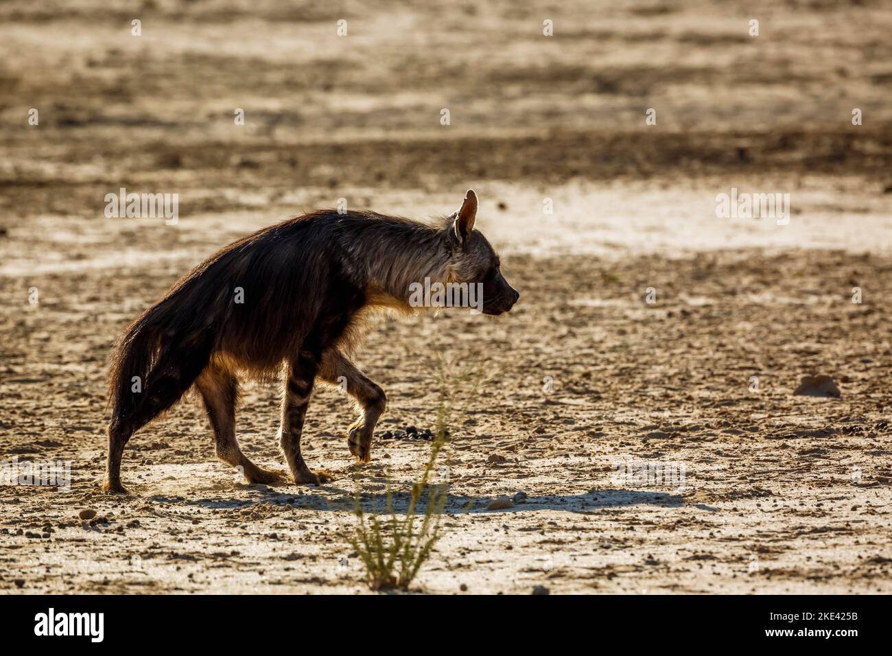 Brown hyena walking in dry land in Kgalagadi transfrontier park, South ...