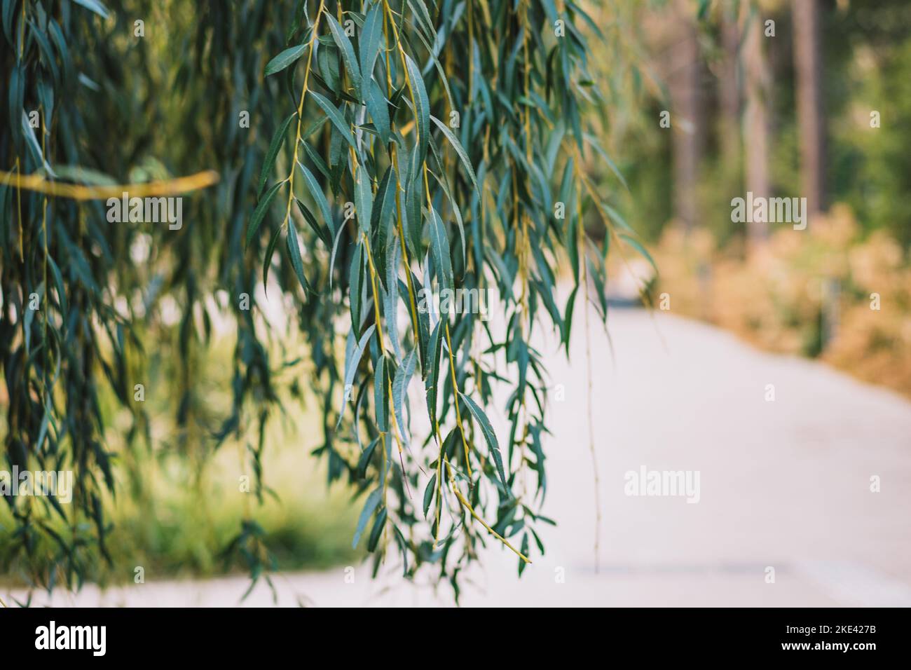 Background outside hanging willow branches Stock Photo - Alamy