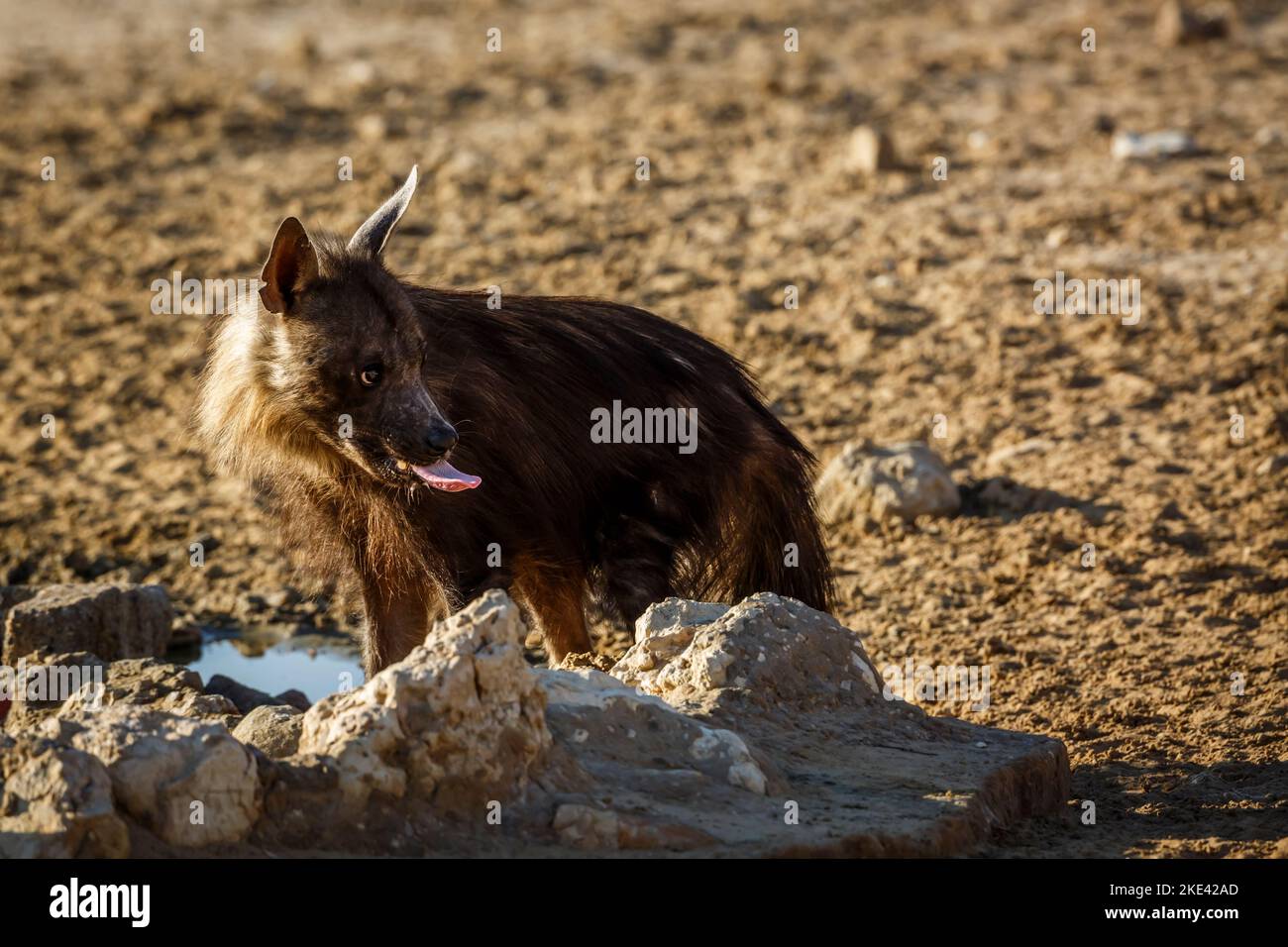 Brown hyena drinking at waterhole in Kgalagadi transfrontier park ...