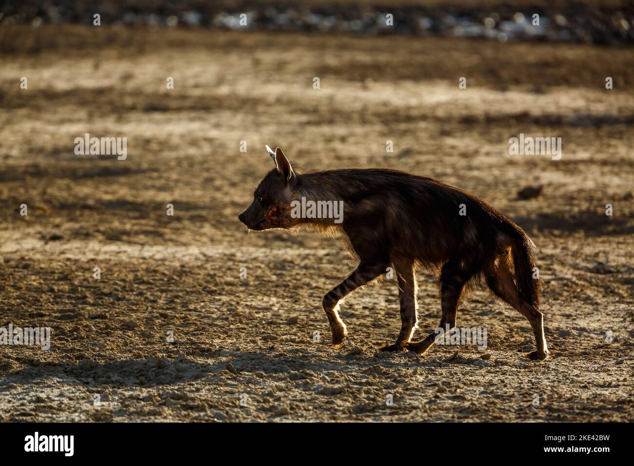 Brown hyena injured walking on dry land in Kgalagadi transfrontier park ...