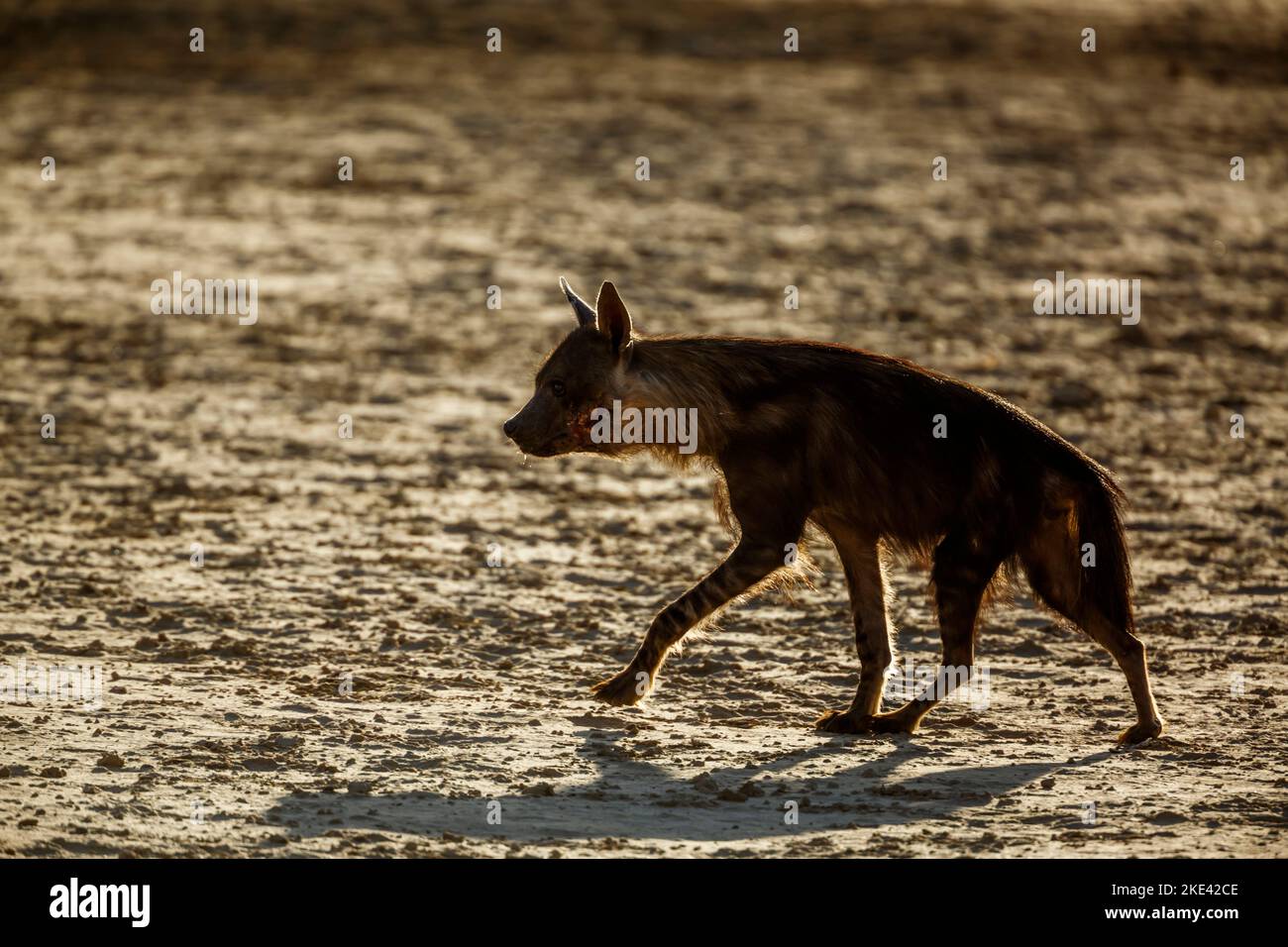 Brown hyena injured walking on dry land in Kgalagadi transfrontier park ...