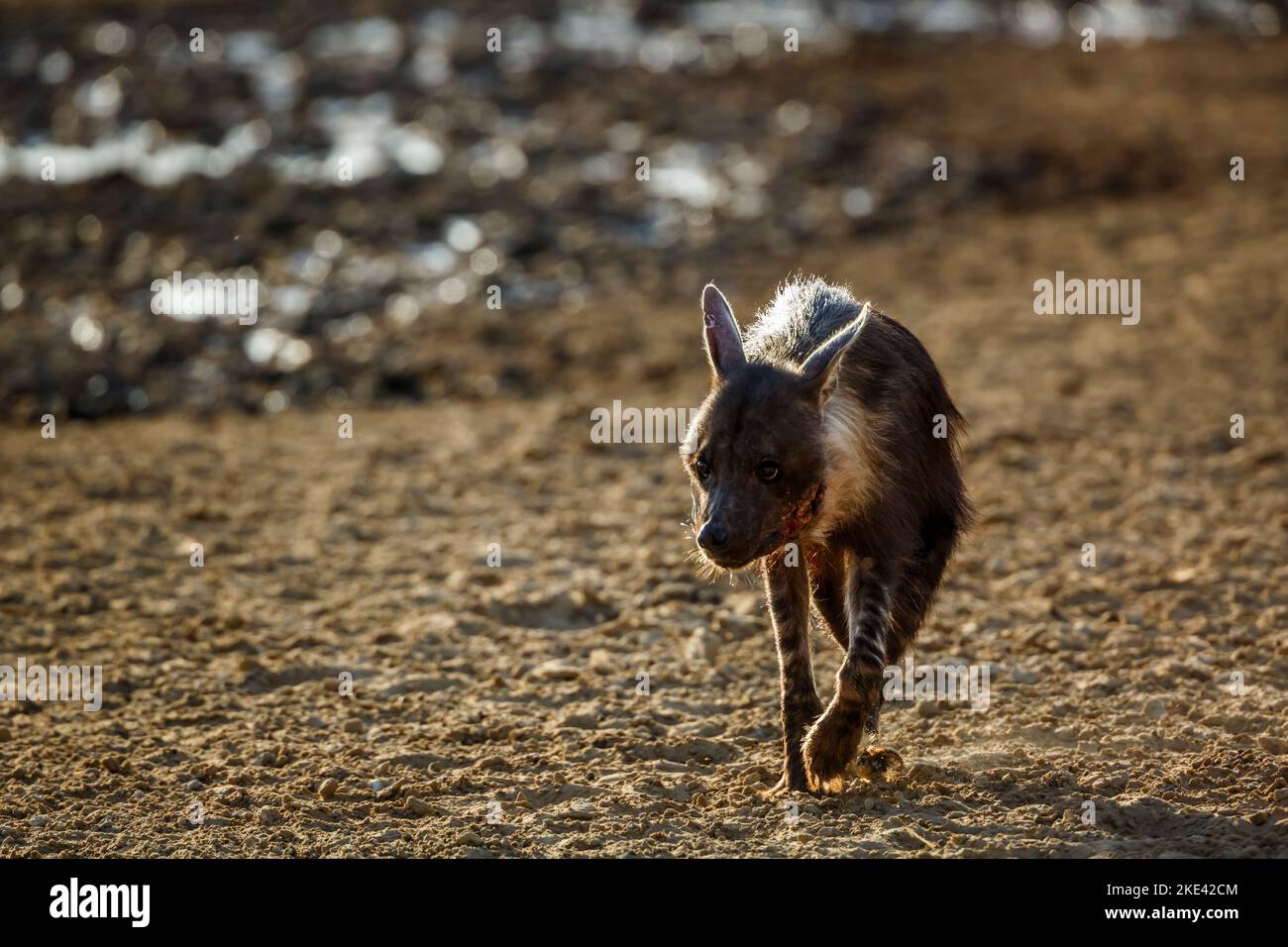Brown hyena injured walking front view on dry land in Kgalagadi ...