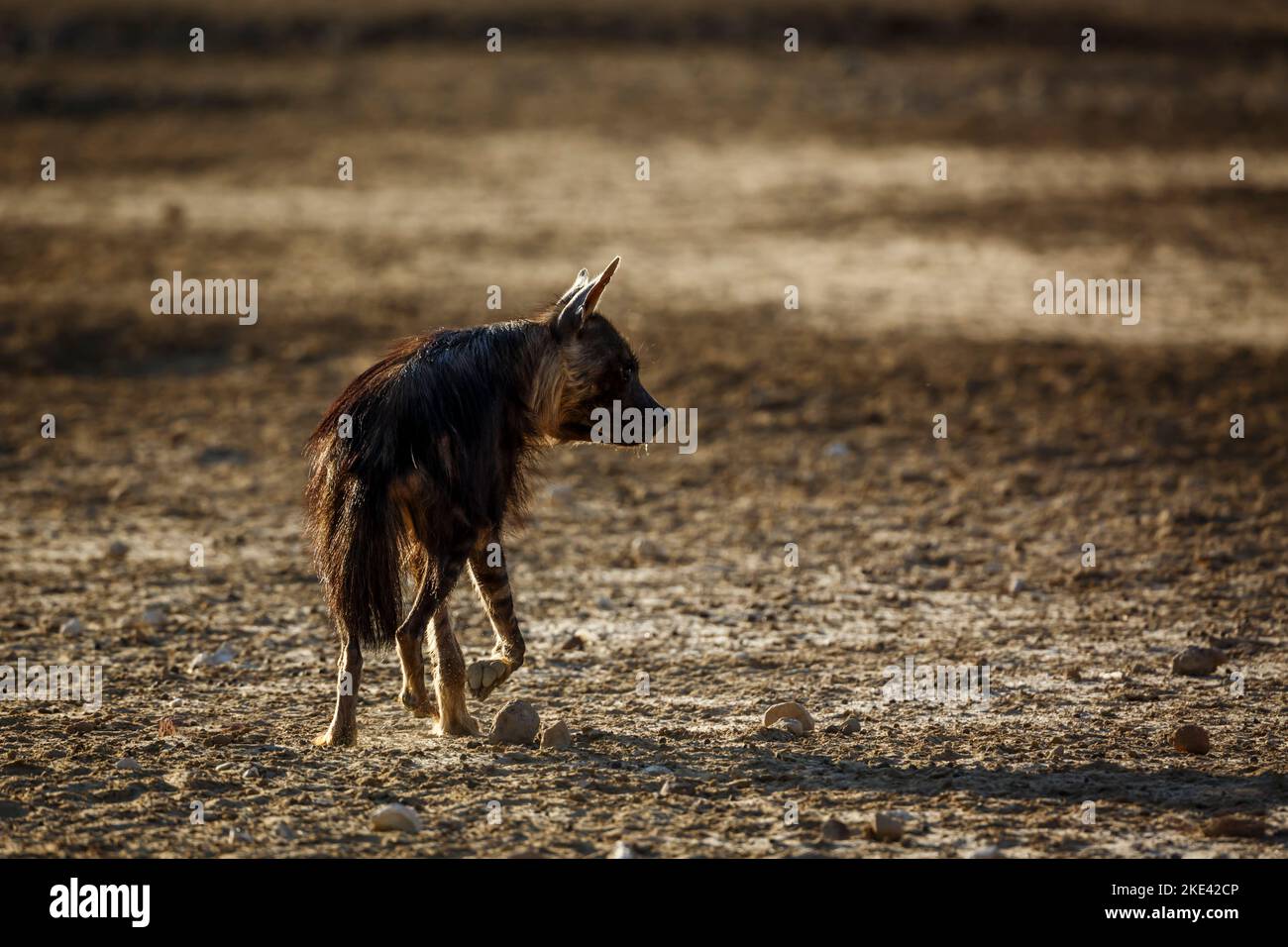 Brown hyena walking rear view on dry land in Kgalagadi transfrontier ...