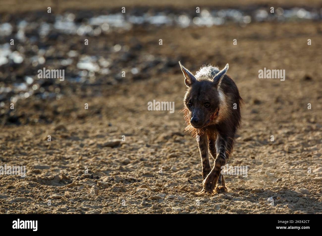 Brown hyena injured walking front view on dry land in Kgalagadi ...