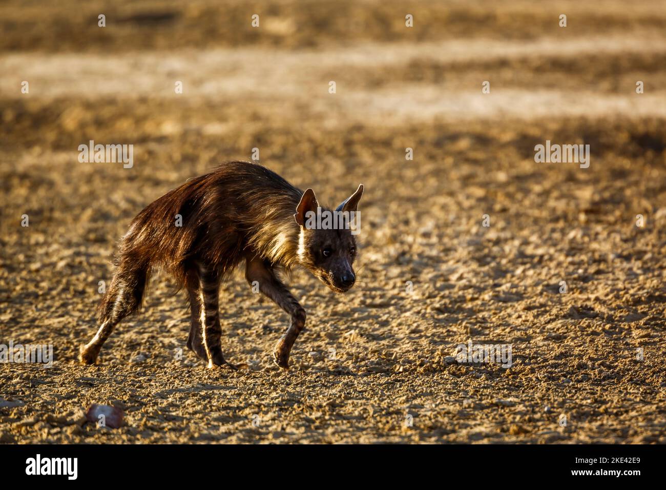 Brown hyena walking backlit in dry land in Kgalagadi transfrontier park ...