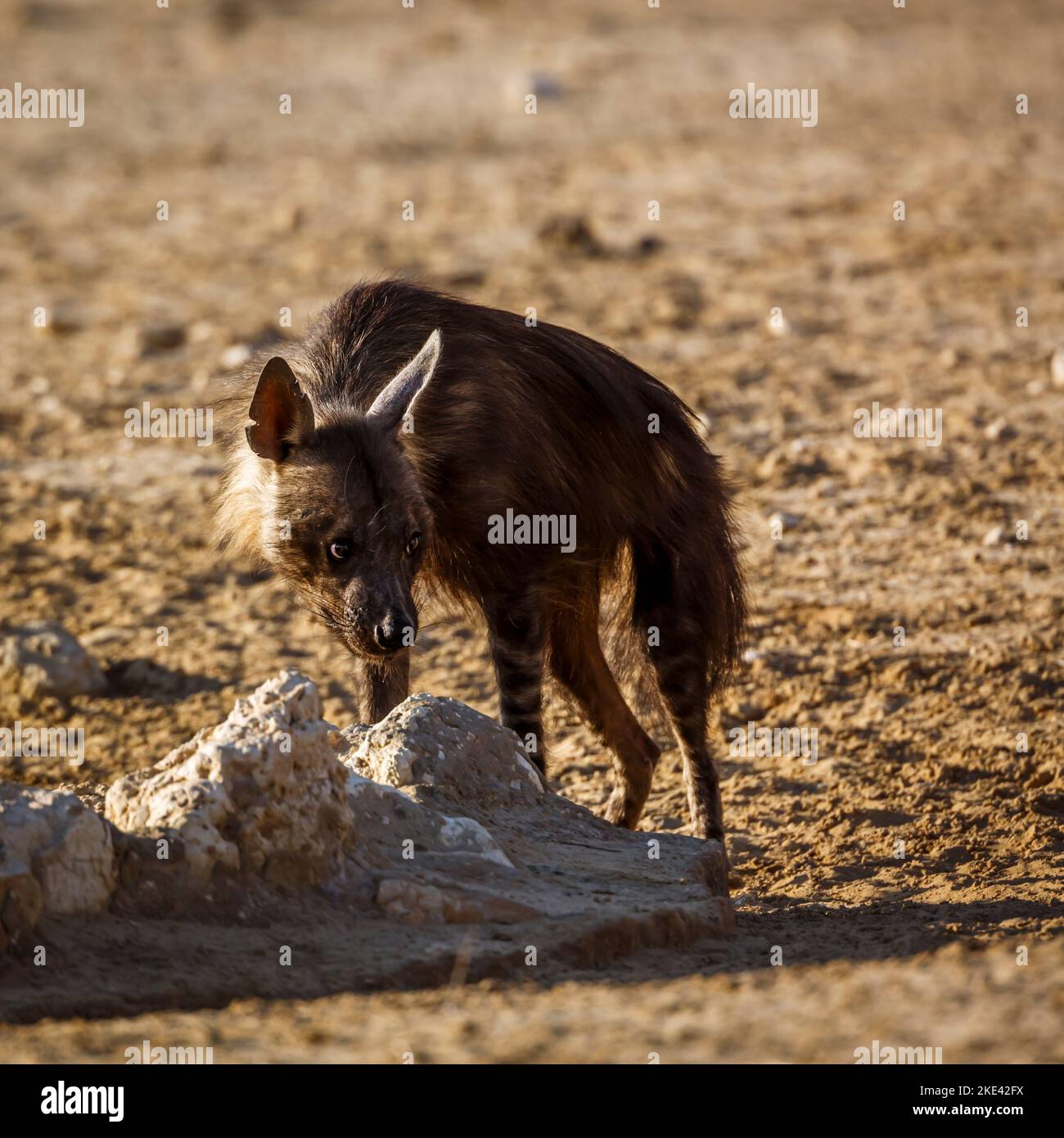 Brown hyena standing front view in dry land in Kgalagadi transfrontier park, South Africa ...