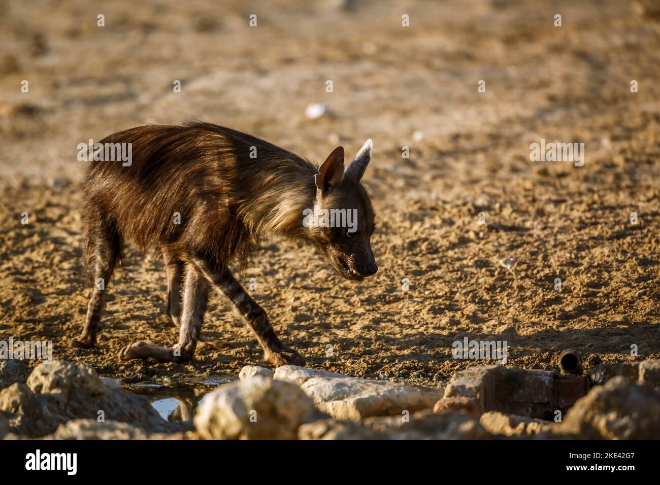 Brown hyena standing up after drinking in Kgalagadi transfrontier park, South Africa; specie ...