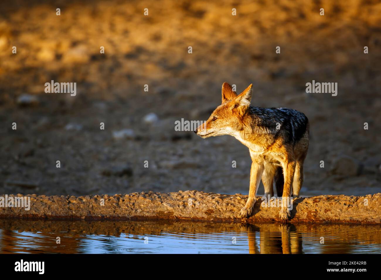Black backed jackal standing at waterhole at dawn in Kgalagadi ...
