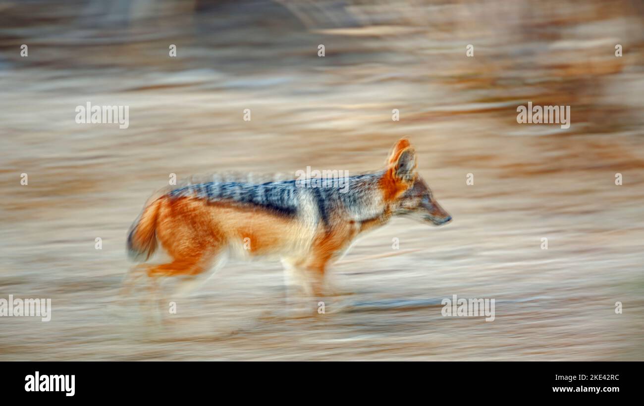 Black backed jackal running with long exposure effect in Kgalagadi ...