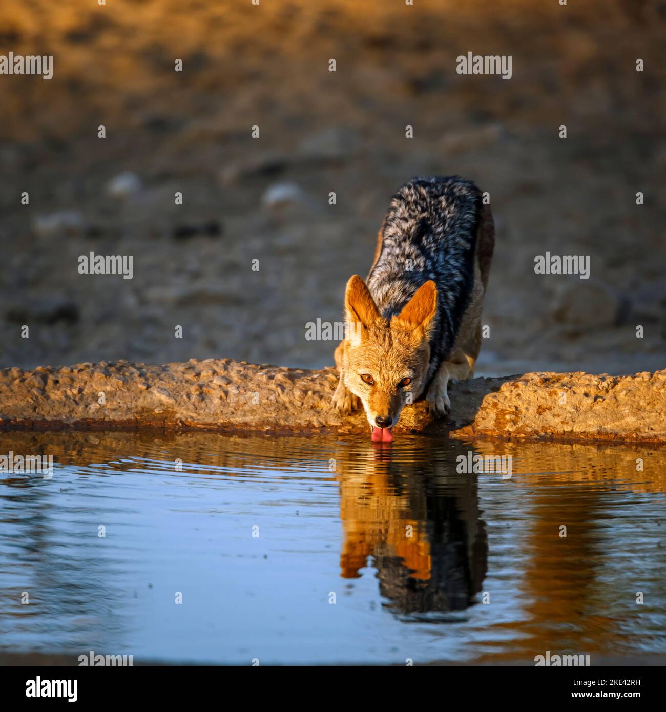 Black backed jackal drinking in waterhole at dawn in Kgalagadi ...