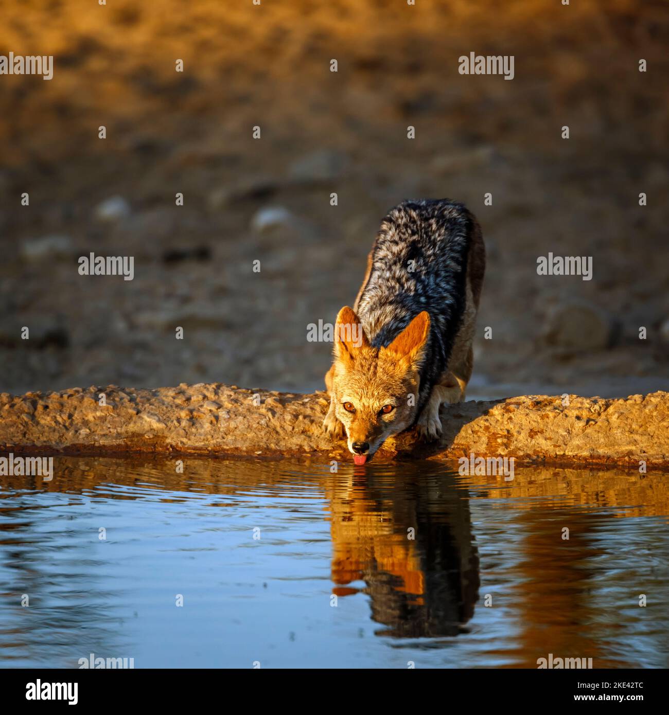 Black backed jackal drinking in waterhole at dawn in Kgalagadi ...