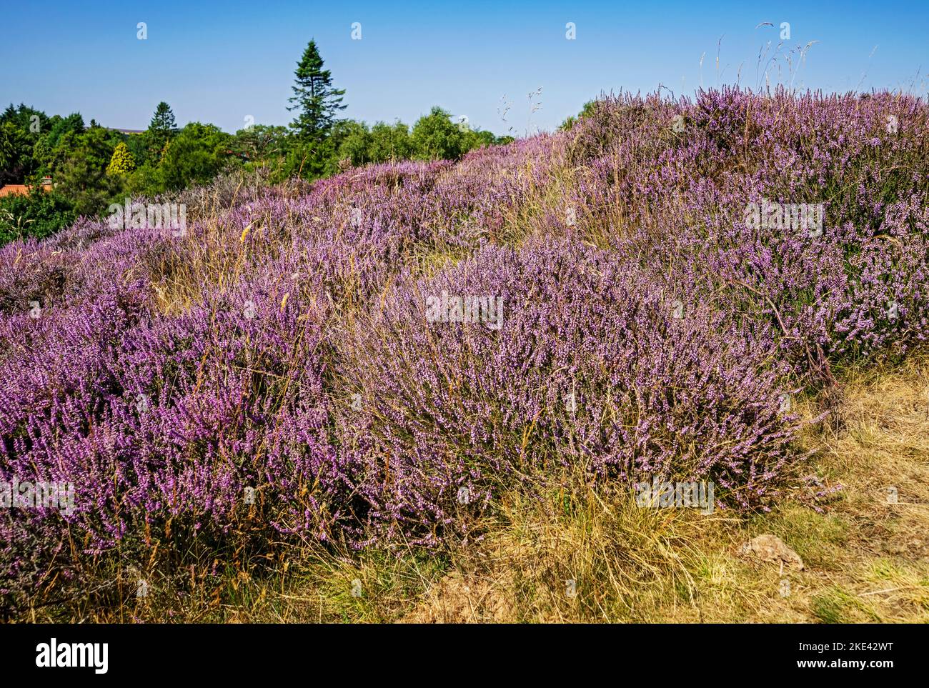 Purple moorland heather flowers growing flowering on North York Moors ...