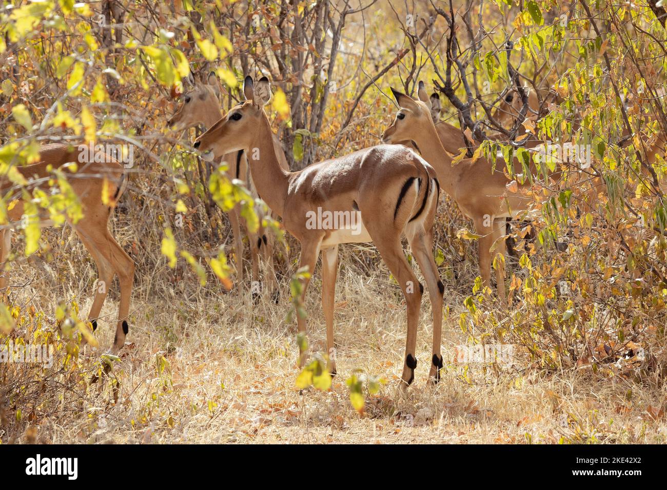 The Impala is an antelope of forest and plains fringes. They live in ...