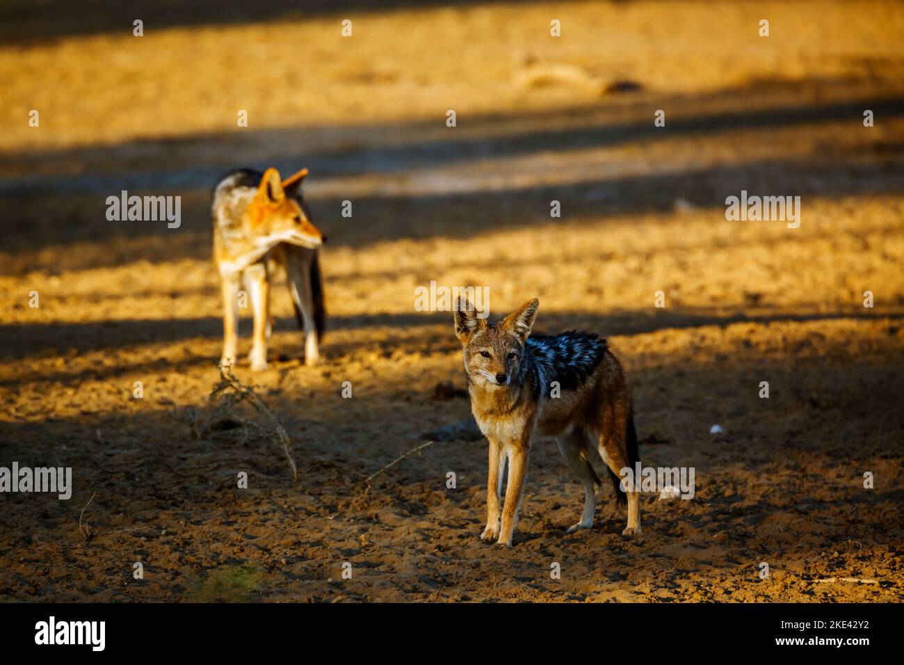 Two Black backed jackal standing in desert land at dawn in Kgalagadi ...