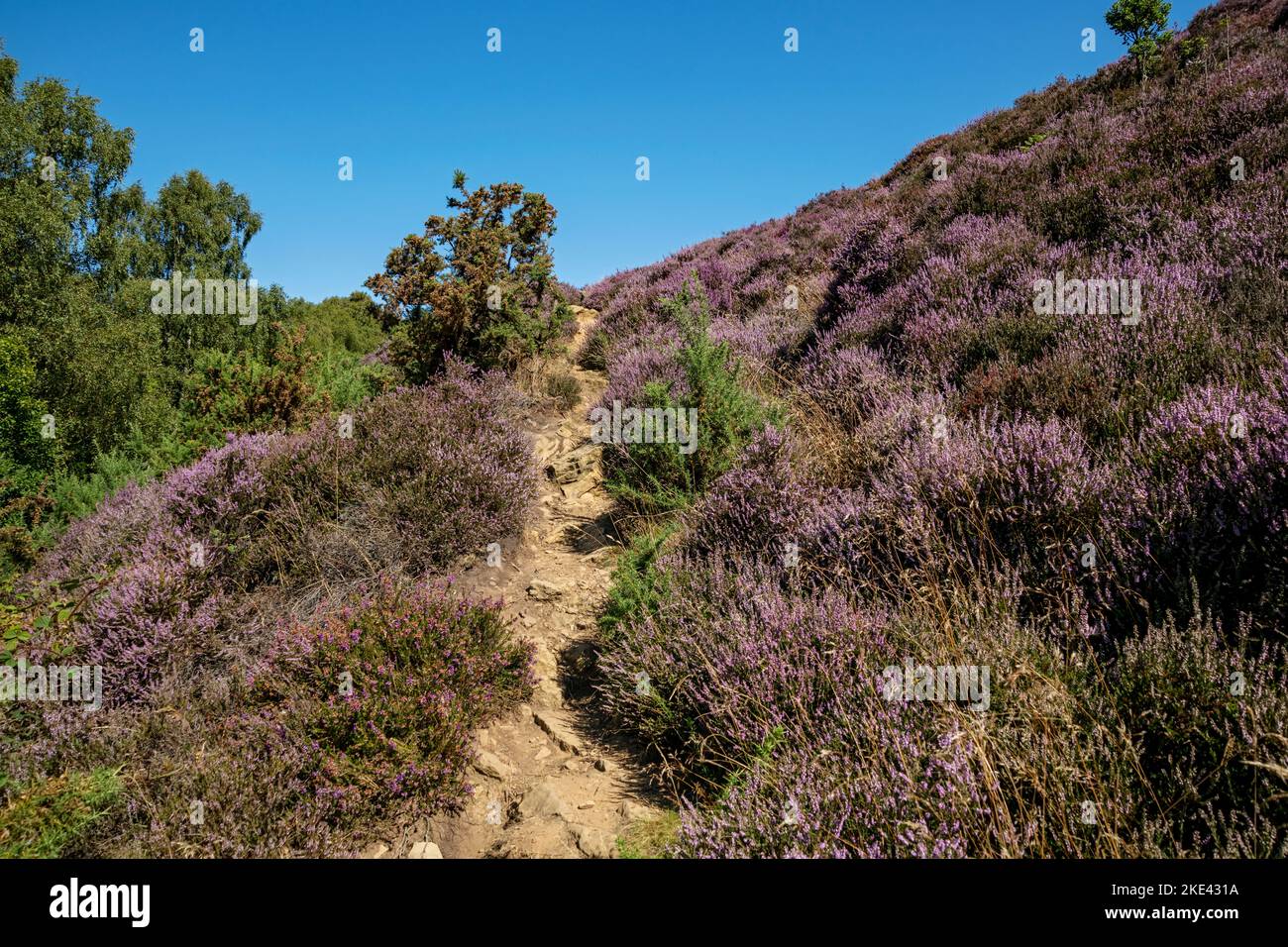 Public path track footpath and purple moorland heather flowers on North ...