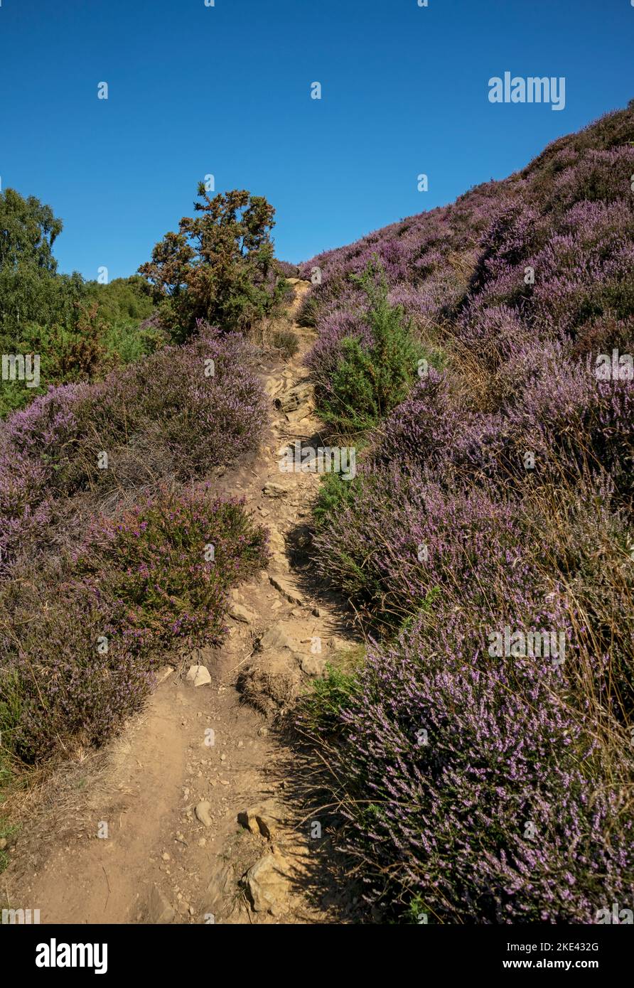 Public footpath path through the purple heather on North York Moors ...