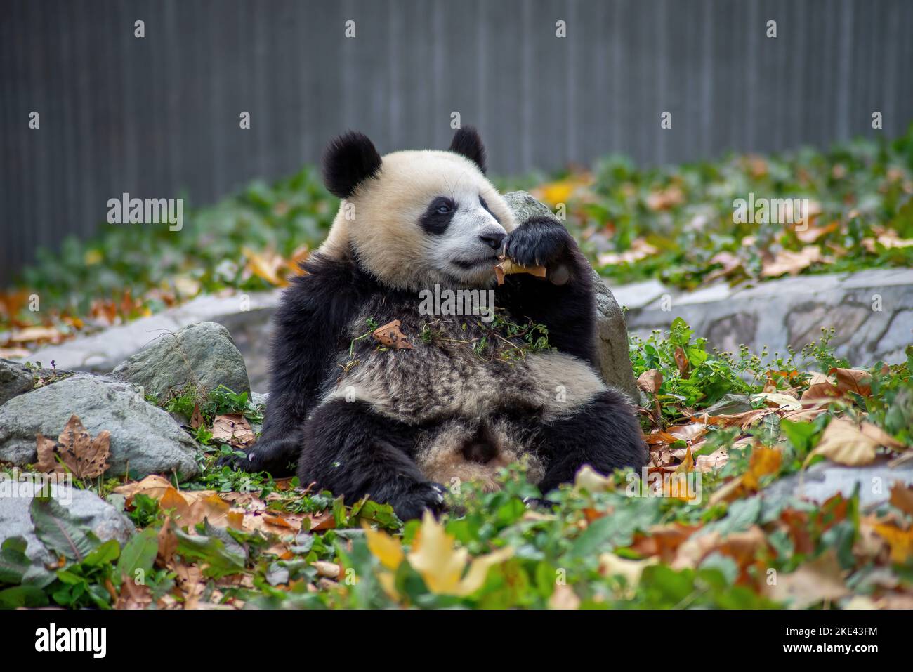 Giant pandas from the China Giant Panda Protection and Research Center ...