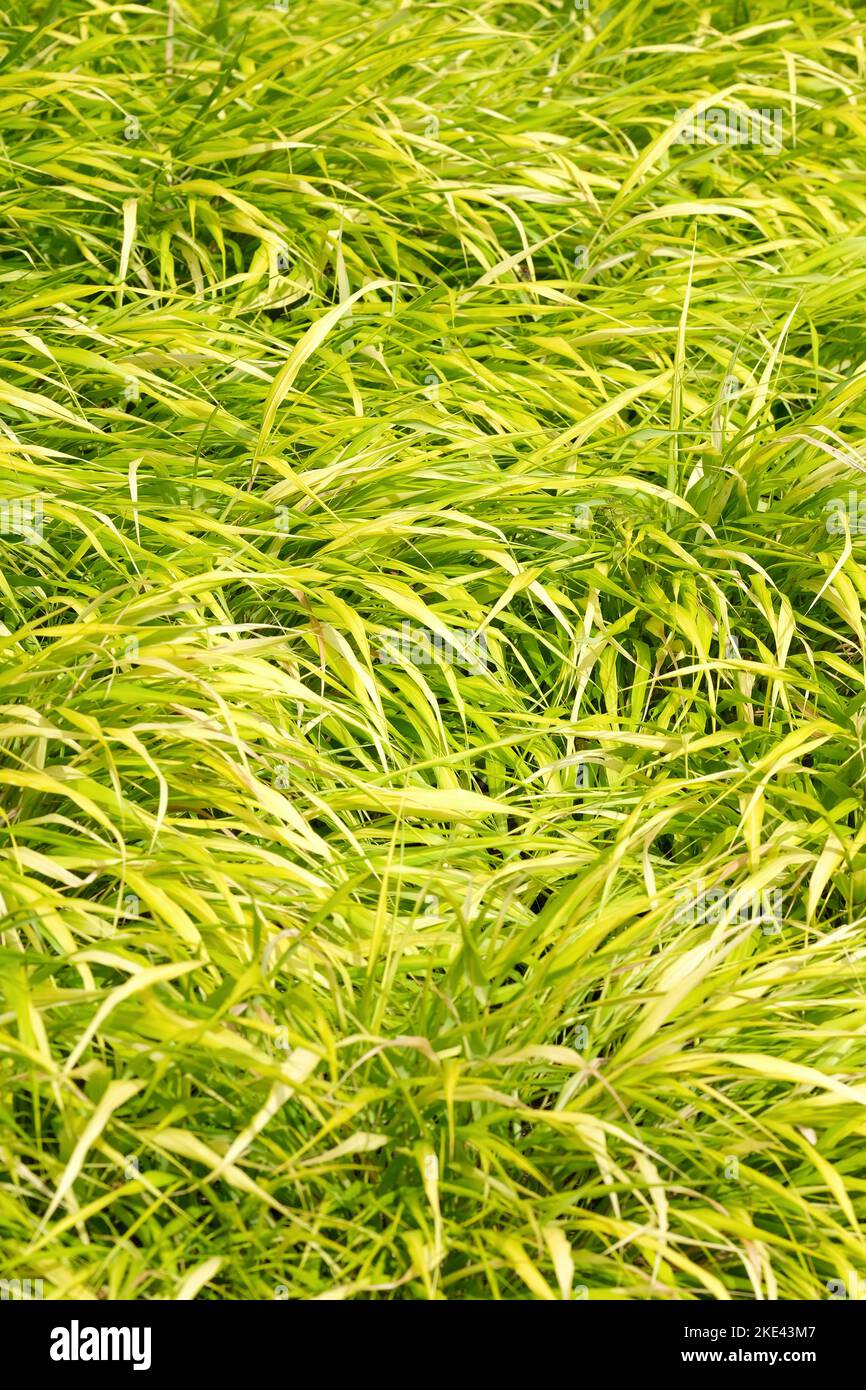 Japanese forest grass hi-res stock photography and images - Alamy