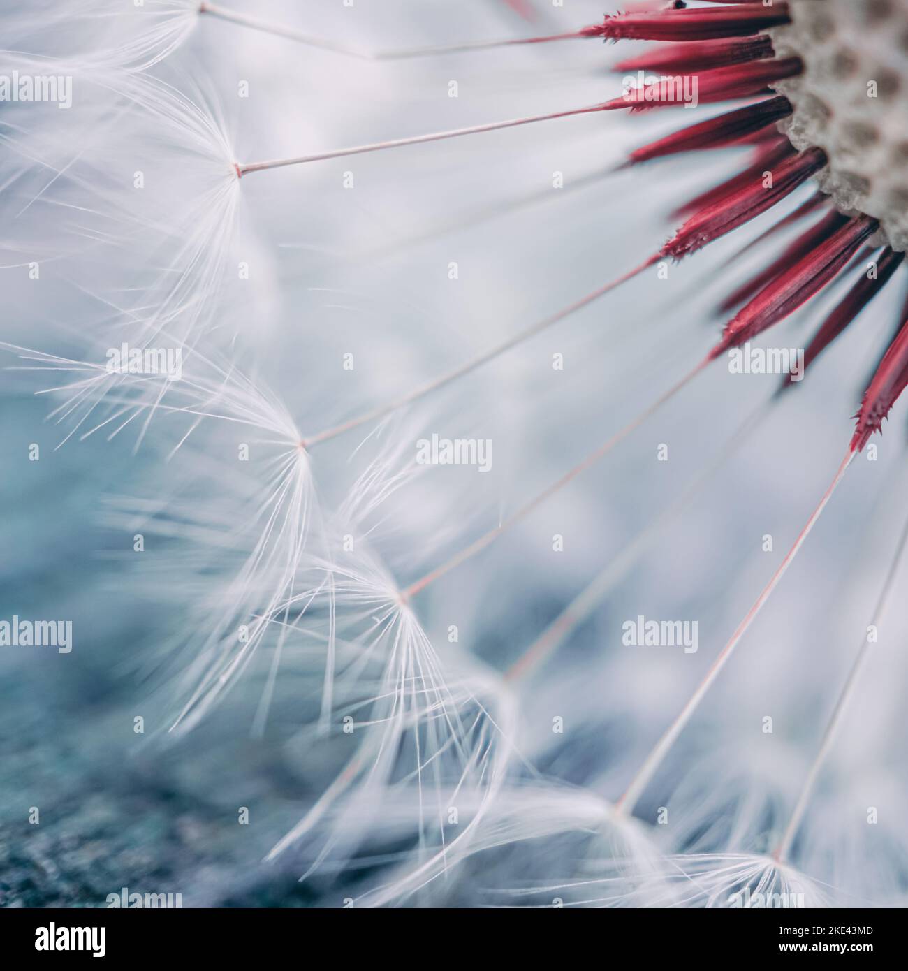 beautiful dandelion flower in springtime, white background Stock Photo ...