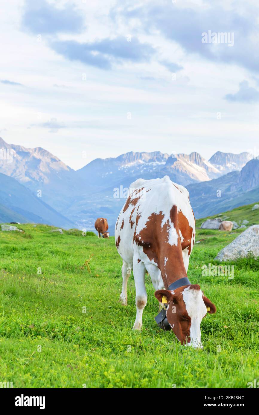 Cows in pasture on alpine meadow in Switzerland mountains on background ...