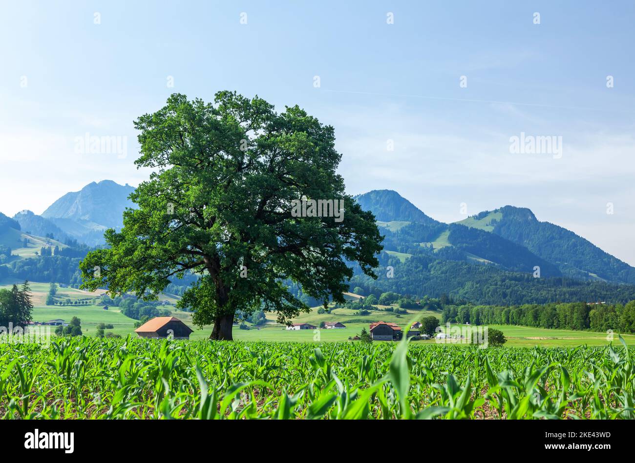 Panoramic view of tree, countryside, green alpine meadows and the Alps ...