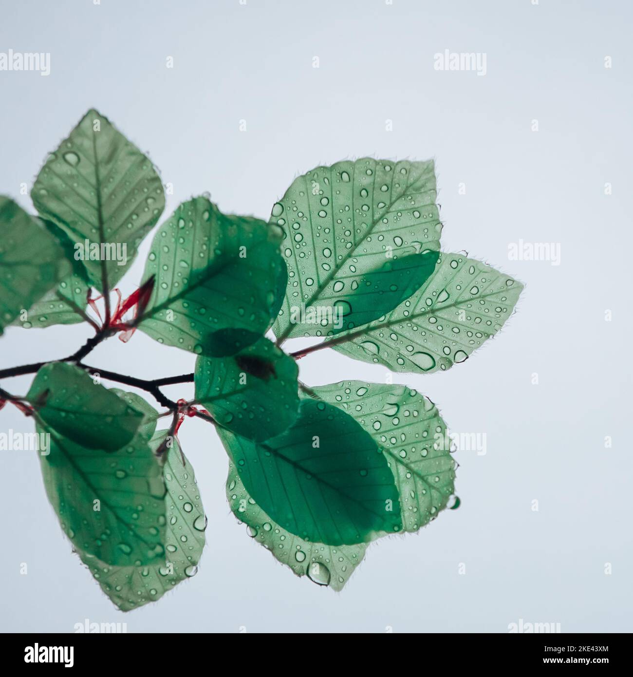 Rainy tree branches hi-res stock photography and images - Alamy