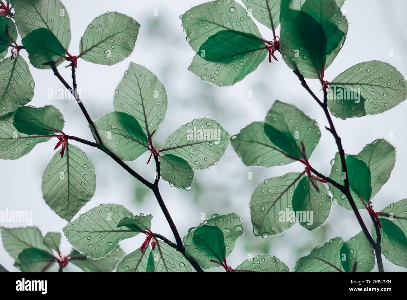Rainy tree branches hi-res stock photography and images - Alamy