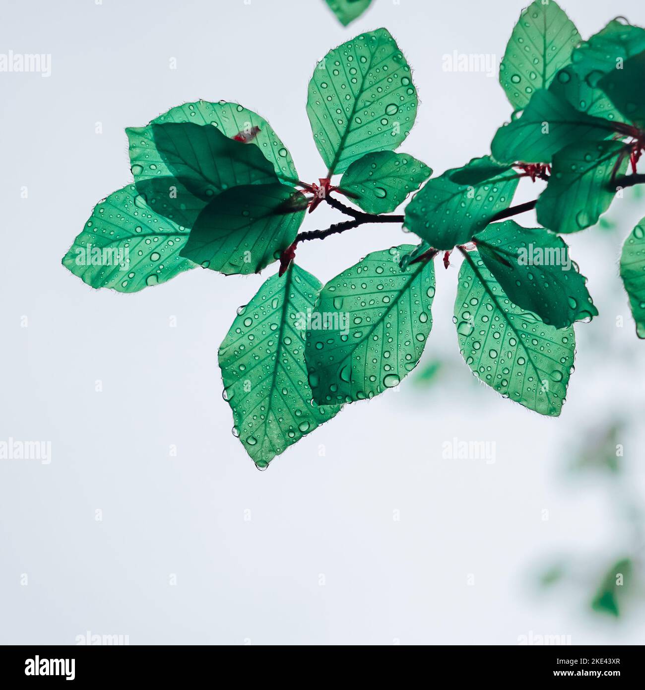 green tree leaves in springtime in rainy days Stock Photo - Alamy