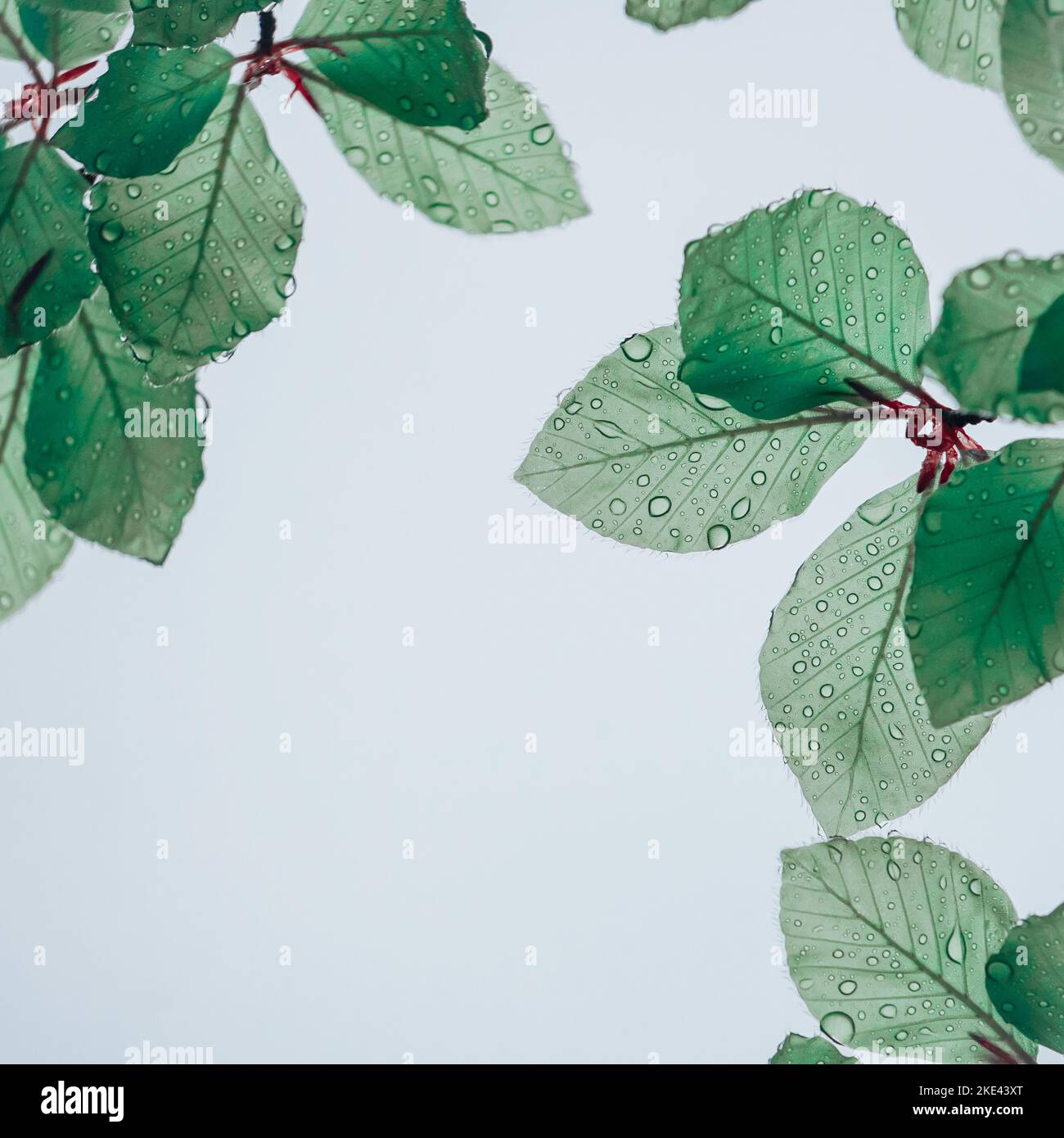 green tree leaves in springtime in rainy days Stock Photo - Alamy
