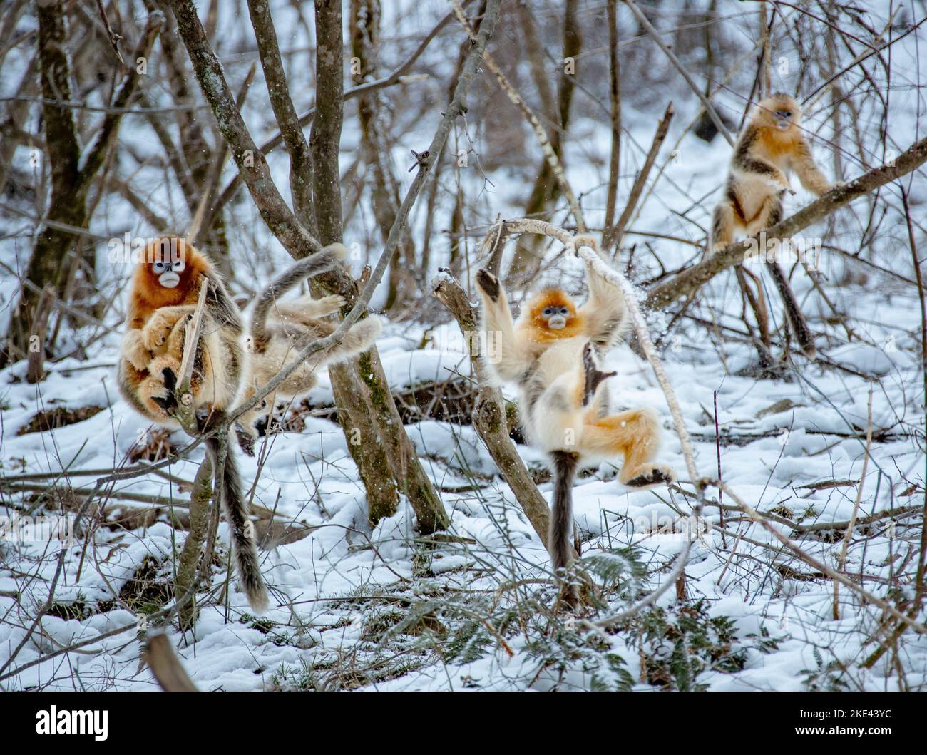 The wild Sichuan snub-nosed monkeys are looking for food, playing and ...