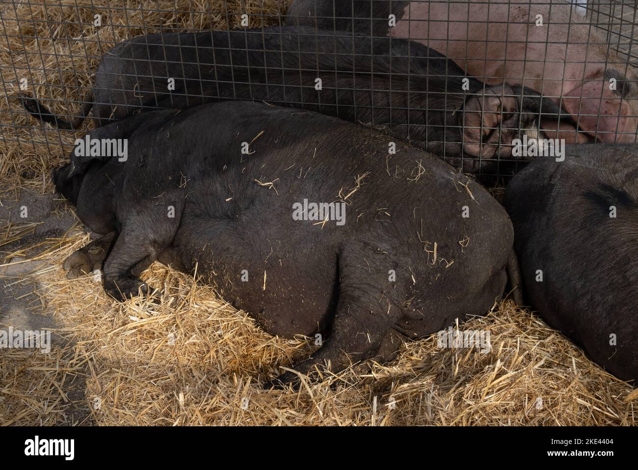 Annual autumn farm animal exhibition fair in the Majorcan town of ...
