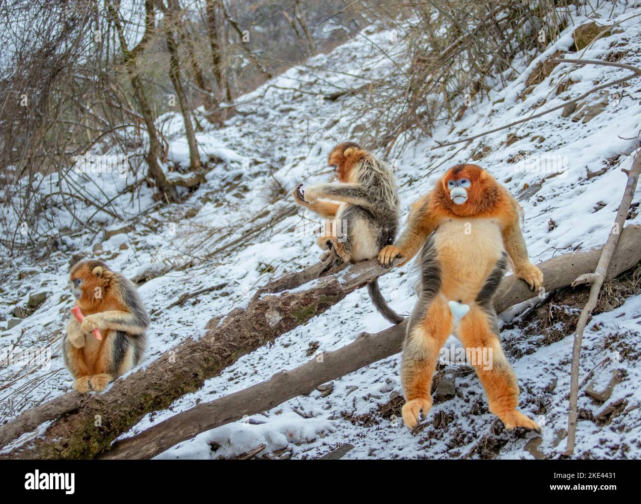 The wild Sichuan snub-nosed monkeys are looking for food, playing and ...