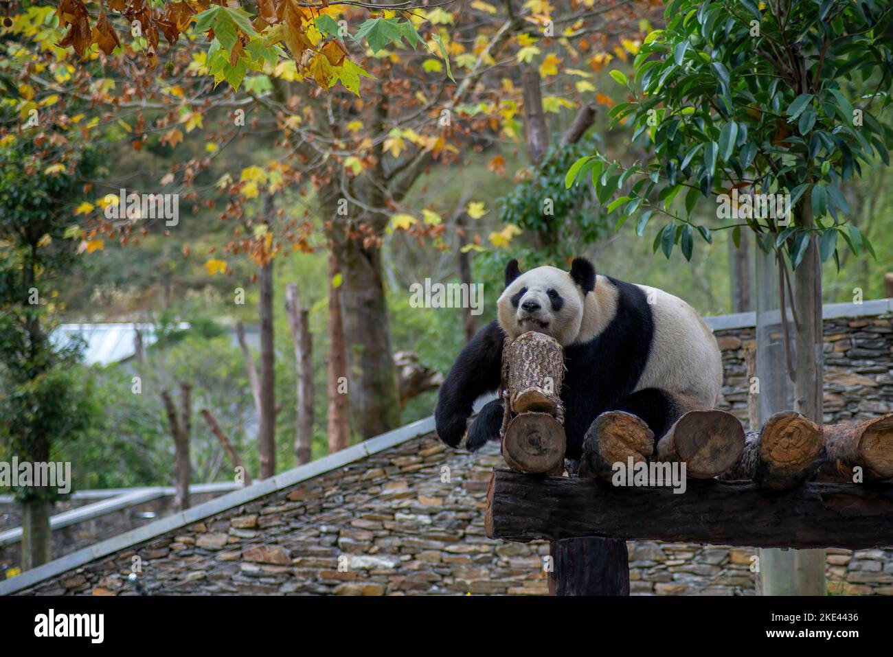 Giant pandas from the China Giant Panda Protection and Research Center ...