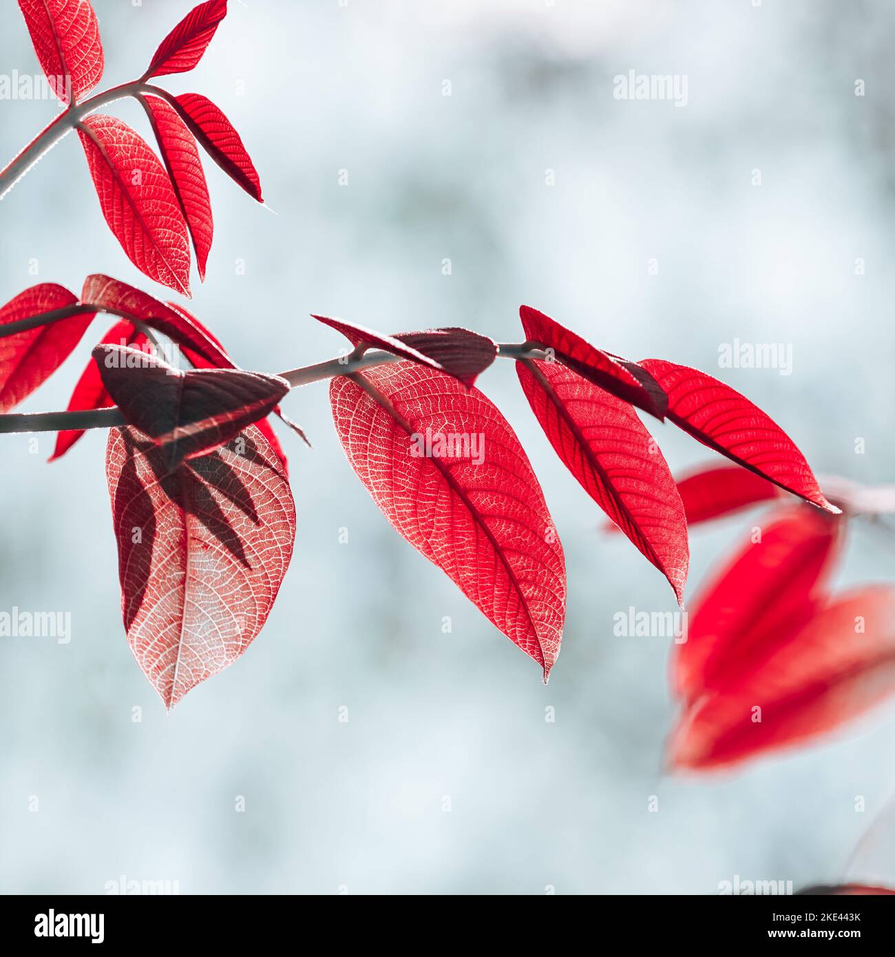 red tree leaves in autumn season Stock Photo - Alamy