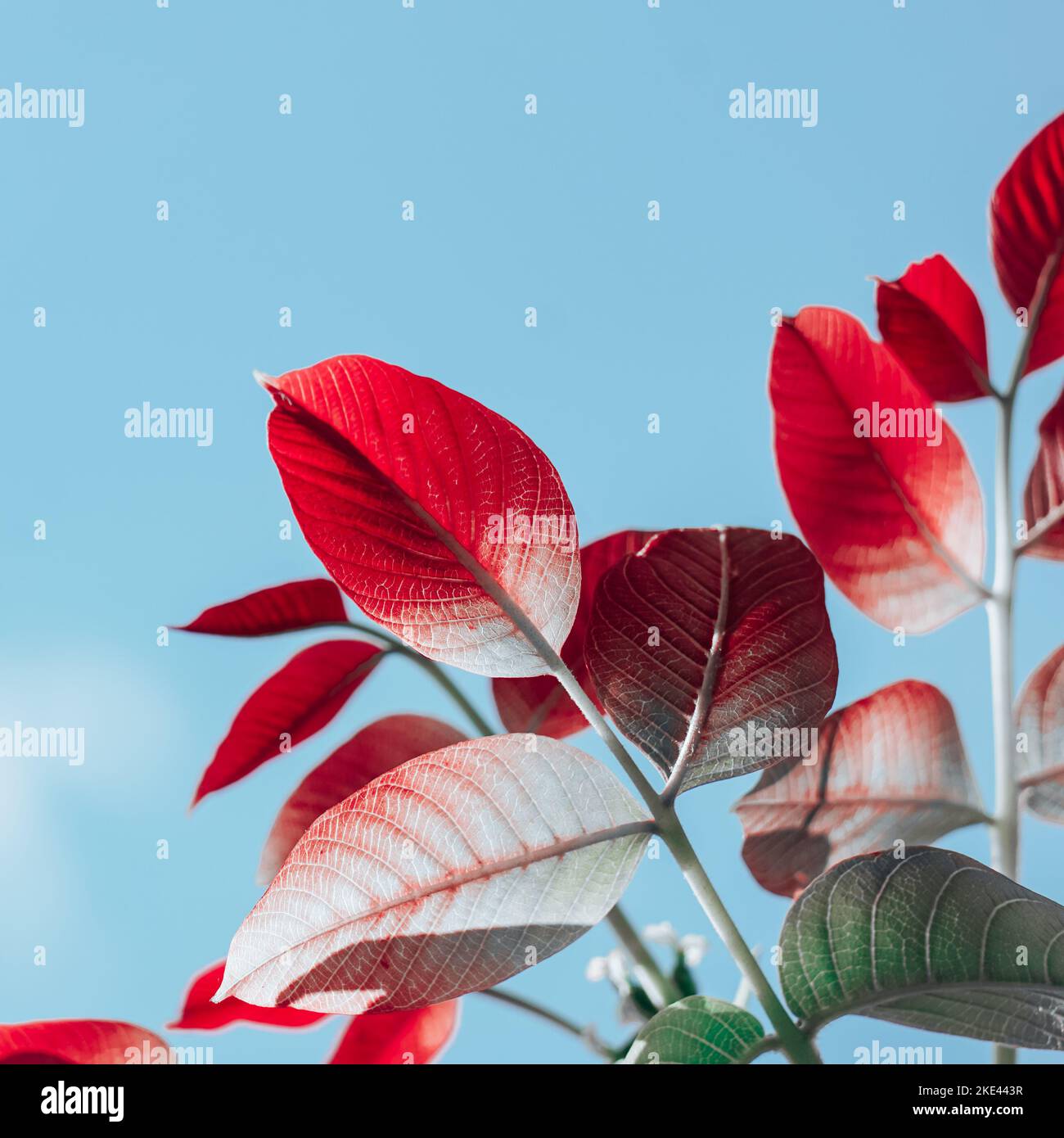 red tree leaves in autumn season Stock Photo - Alamy
